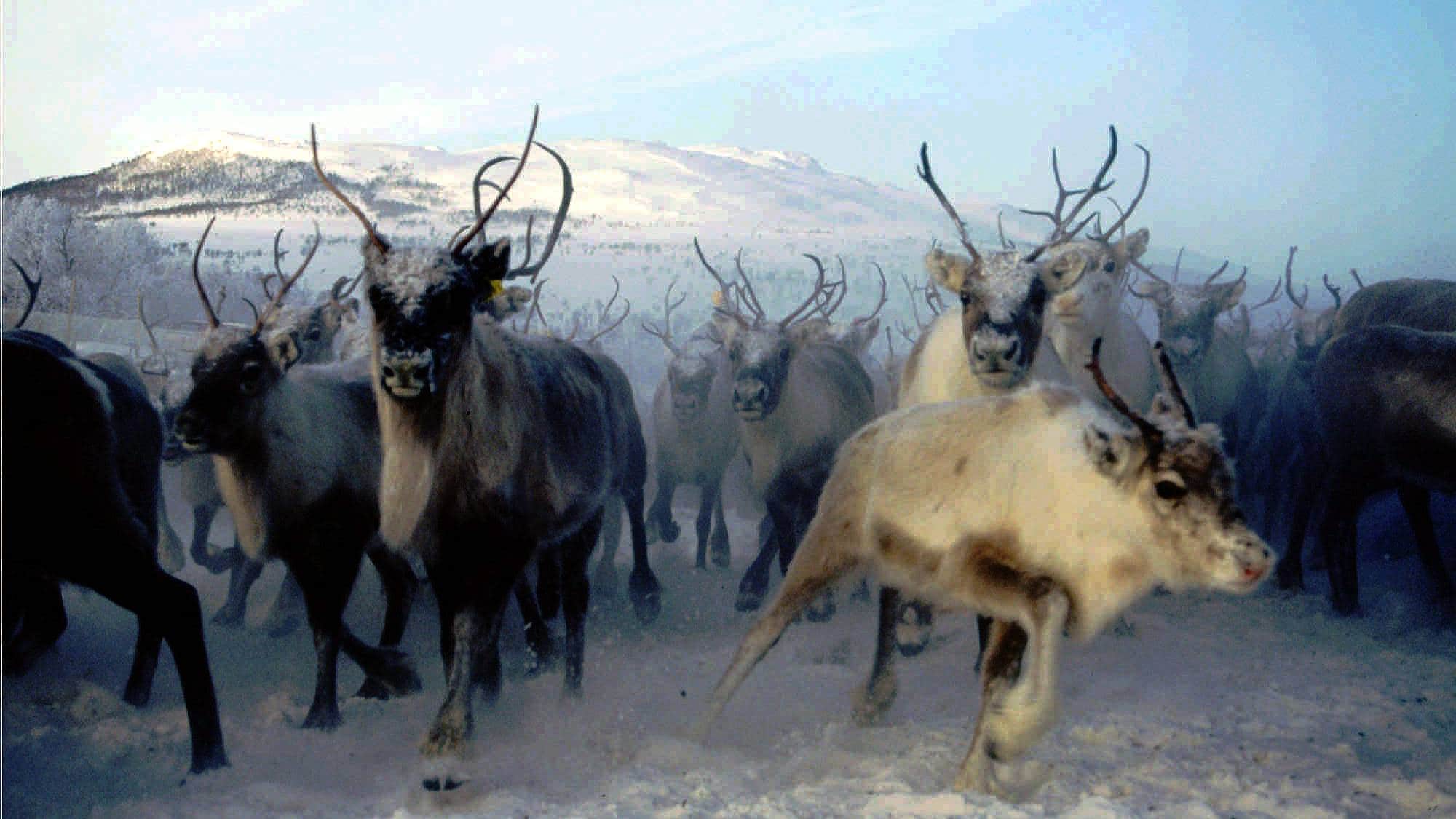 Mattis vil vise at det har vært samer og reindrift i hele Sør-Norge ...