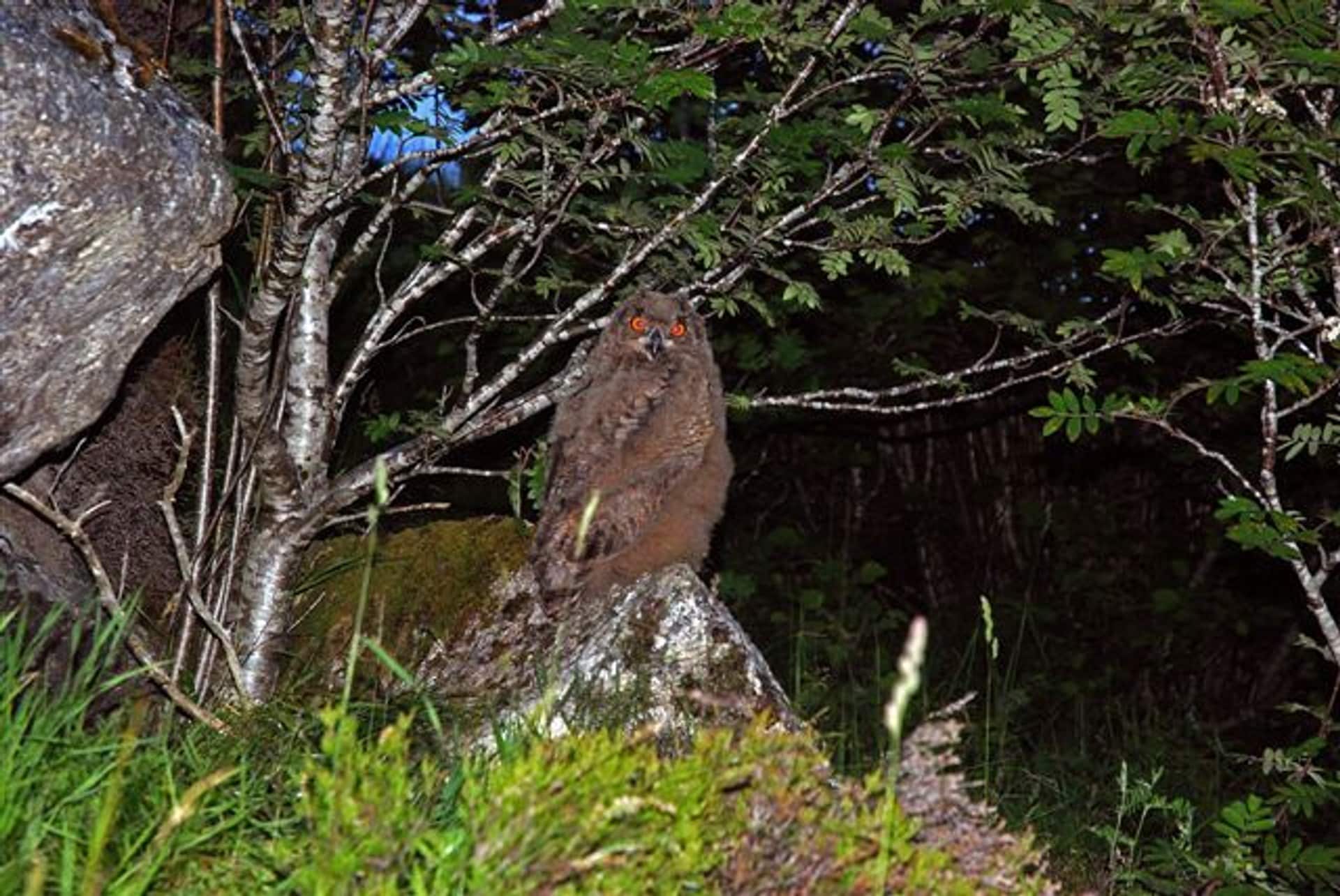 Hubro på Hitra – NRK