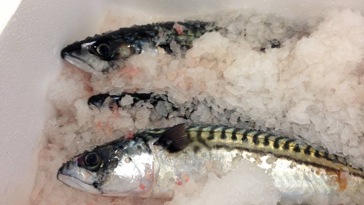 Nå er den første makrellen her – NRK Østfold – Lokale nyheter, TV og radio