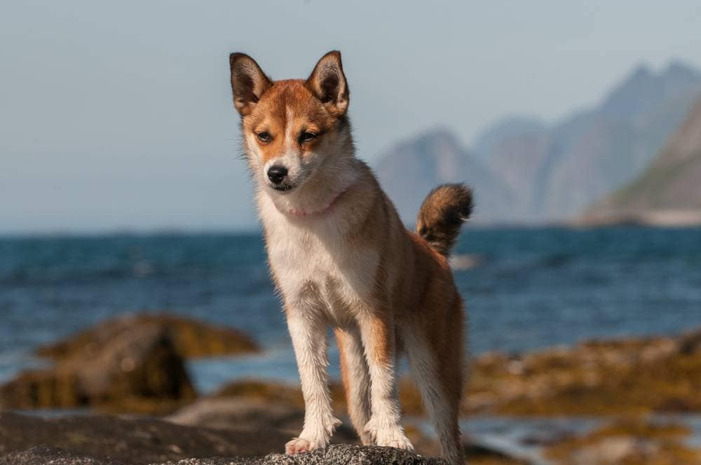 Lundehund er en av verdens mest sjeldne hunderaser – gammel sæd gir liv ...