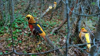 Politiet måtte fange tre gullfasanar som vart dumpa på gjenbruksstasjon på Oppdal – NRK ...