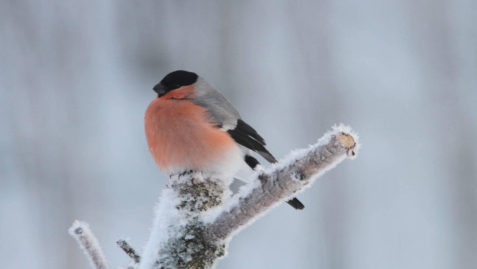 De vanligste fugleartene på fuglebrettet – NRK Troms og Finnmark