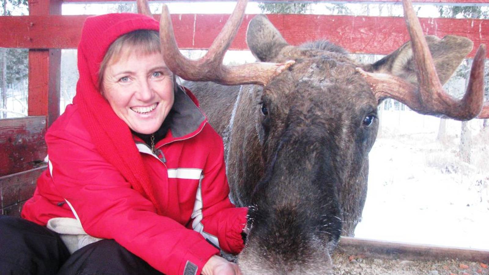 Sover med bjørn og ulv i dyreparken – NRK Trøndelag – Lokale nyheter, TV og radio