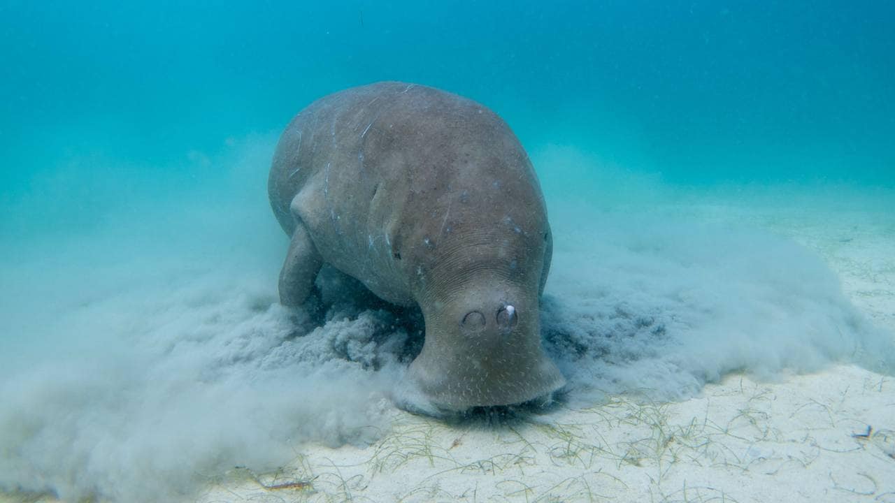 Sårbar sjøku – NRK Urix – Utenriksnyheter og -dokumentarer