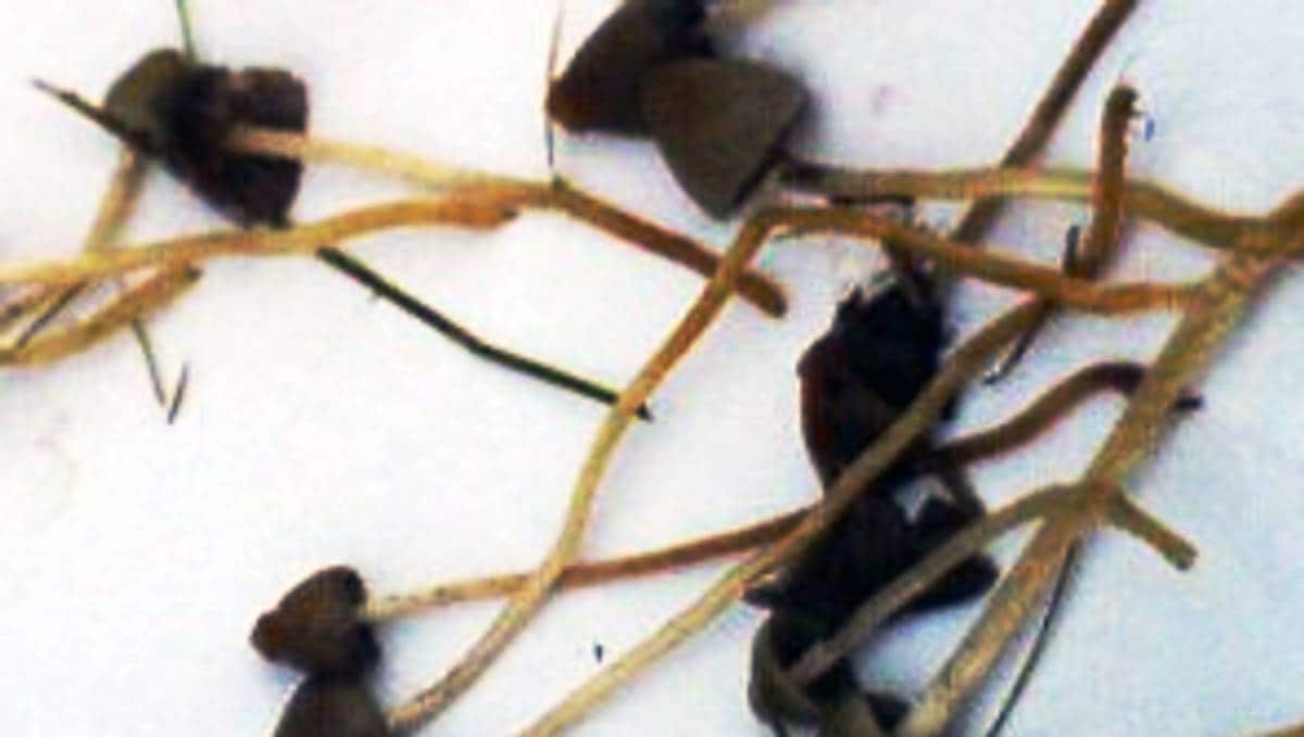 Fleinsopp-plukkere blir overvåket – NRK Vestland