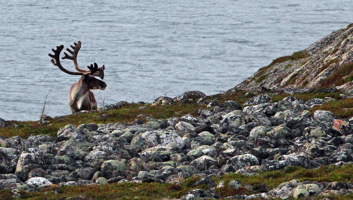 Dette avgjør hvor tung reinen blir – Spesial