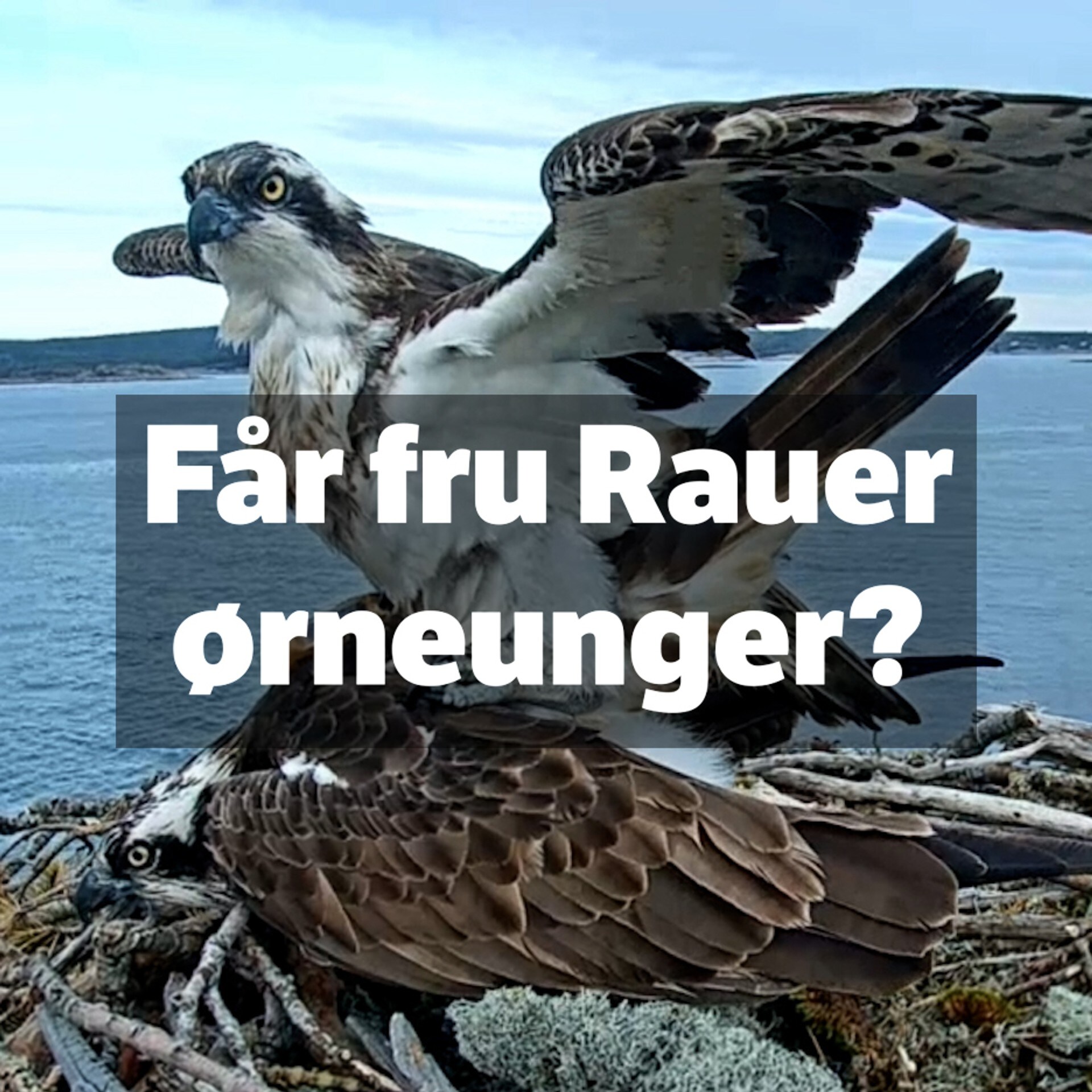 Får fru Rauer ørneunger? – NRK