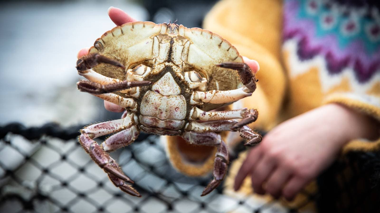 Tortur på sjøbunnen: Funn av unormalt mange krabber uten klør – NRK ...