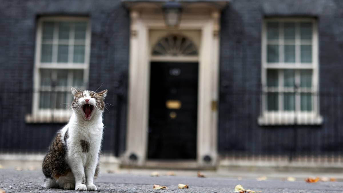 Britisk politikk: Katten Larry er Downing Streets mest stabile – NRK ...