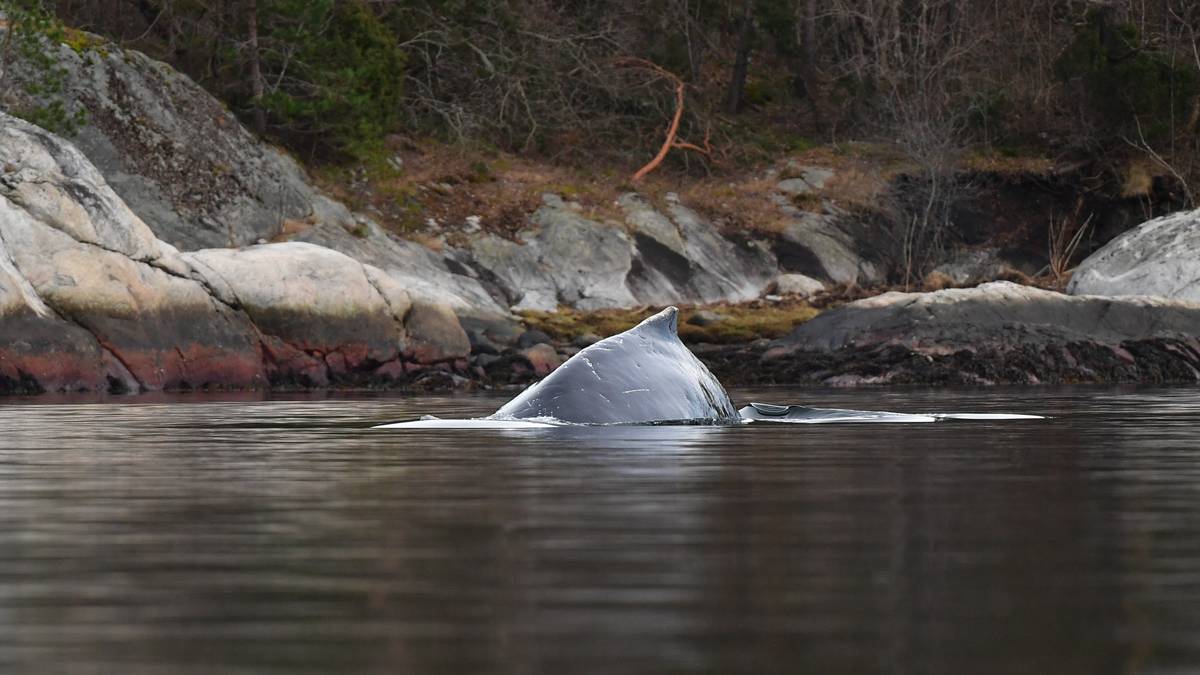 Her Dukker Knølhvalen Opp Av Vannet En Helt Spesiell Opplevelse