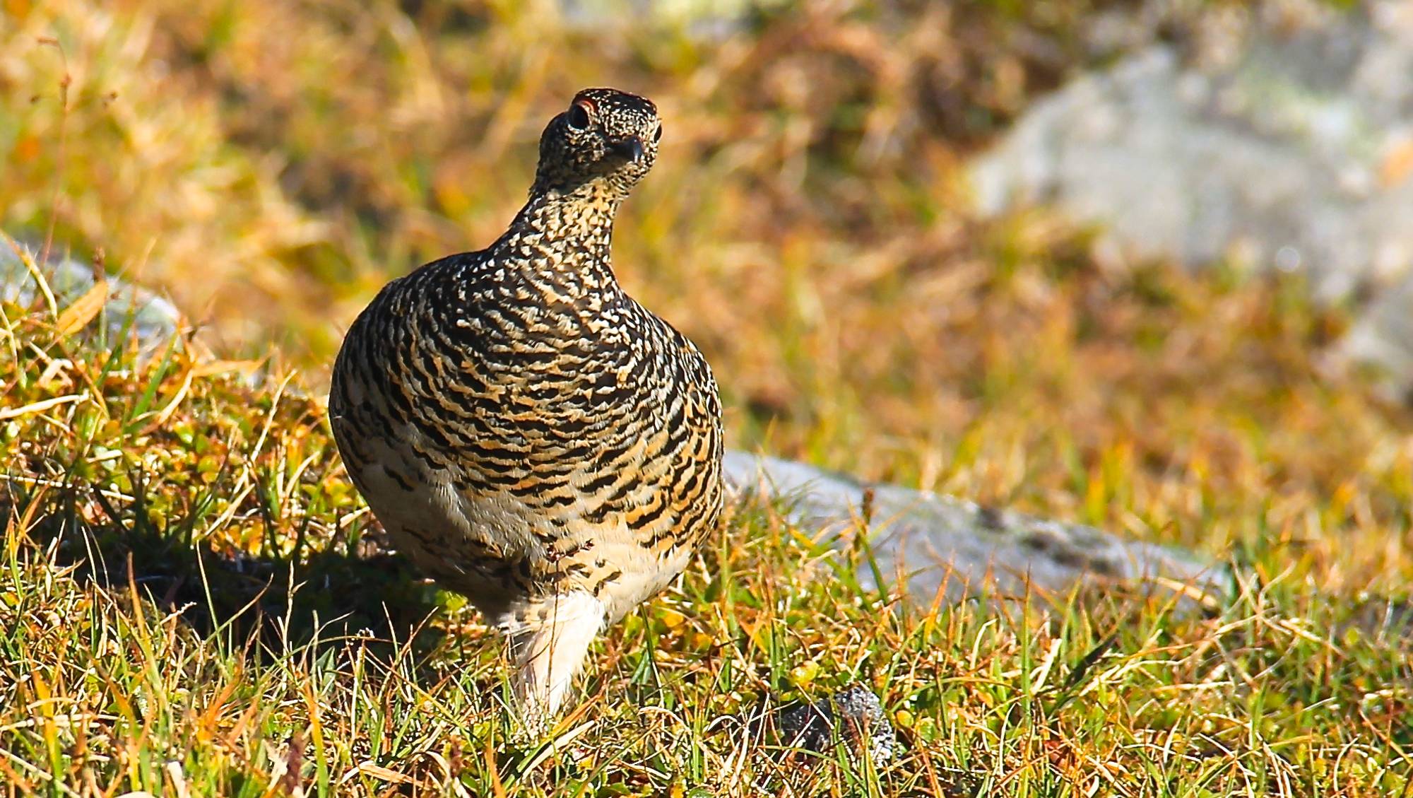 Rypebestanden på vei opp – NRK Nordland