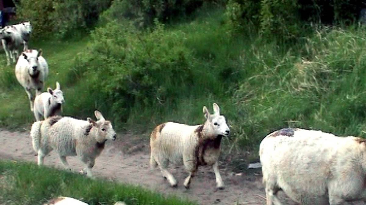 Smører sauene sine med tjære! – NRK Innlandet – Lokale nyheter, TV og radio
