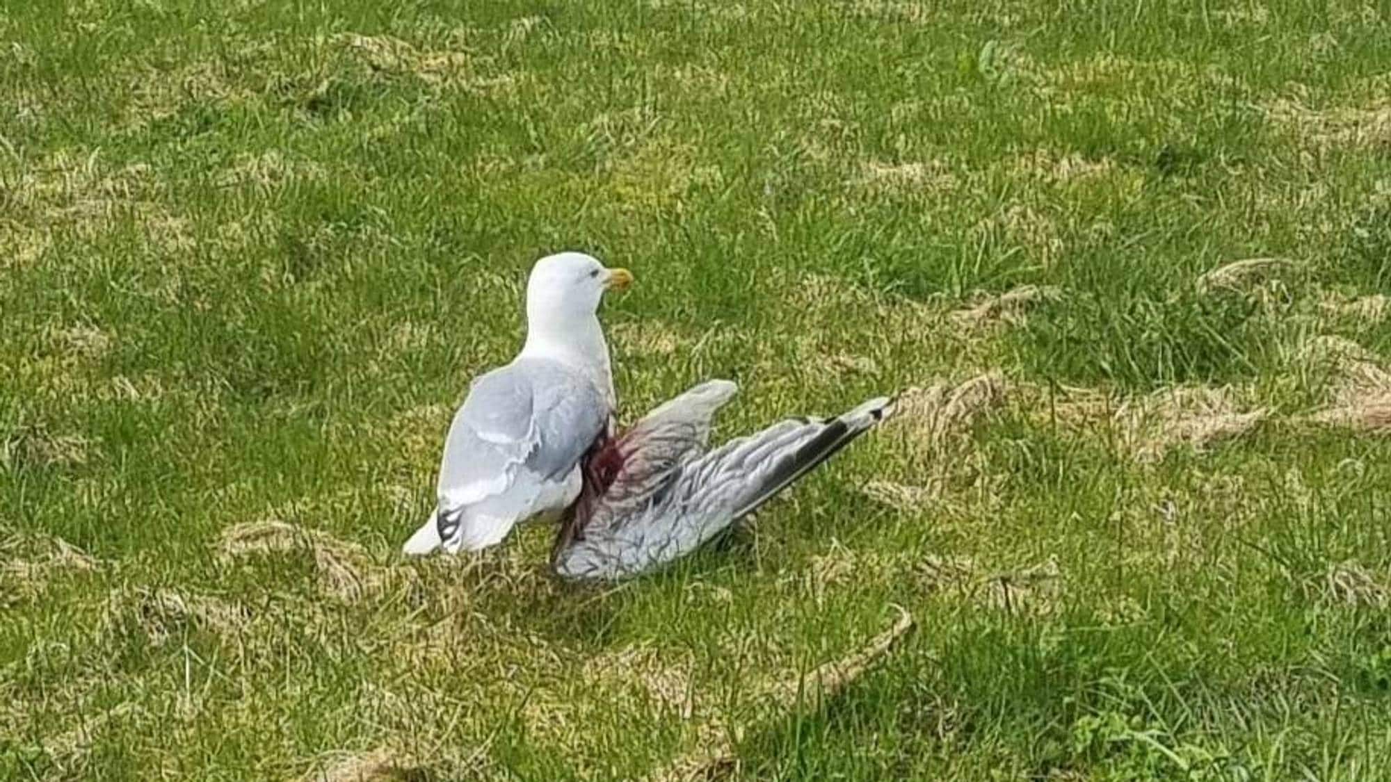 Hva skal du gjøre hvis du finner en skadet måke? – NRK Nordland