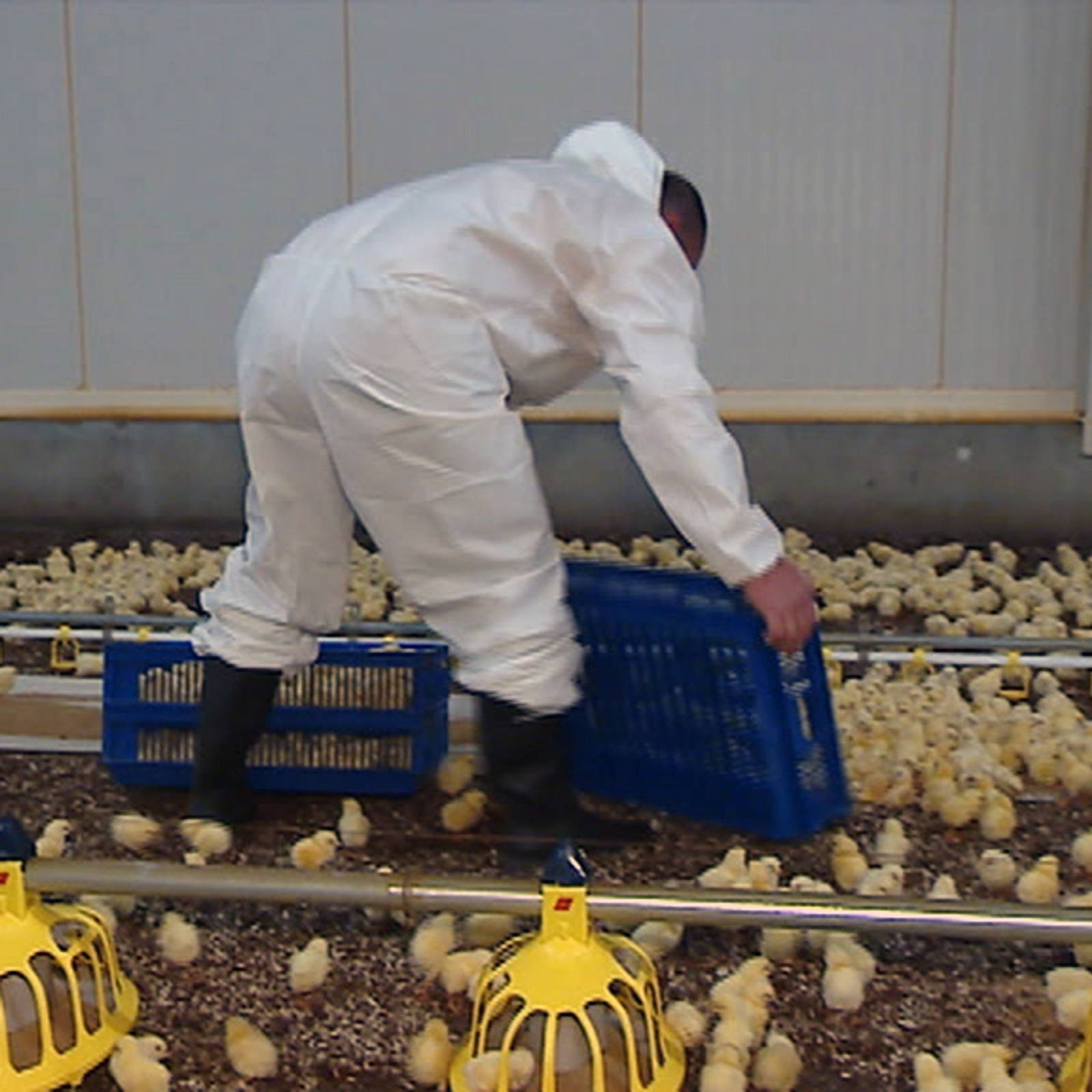 Tester kyllingfôr uten omstridt stoff – NRK Trøndelag – Lokale nyheter ...