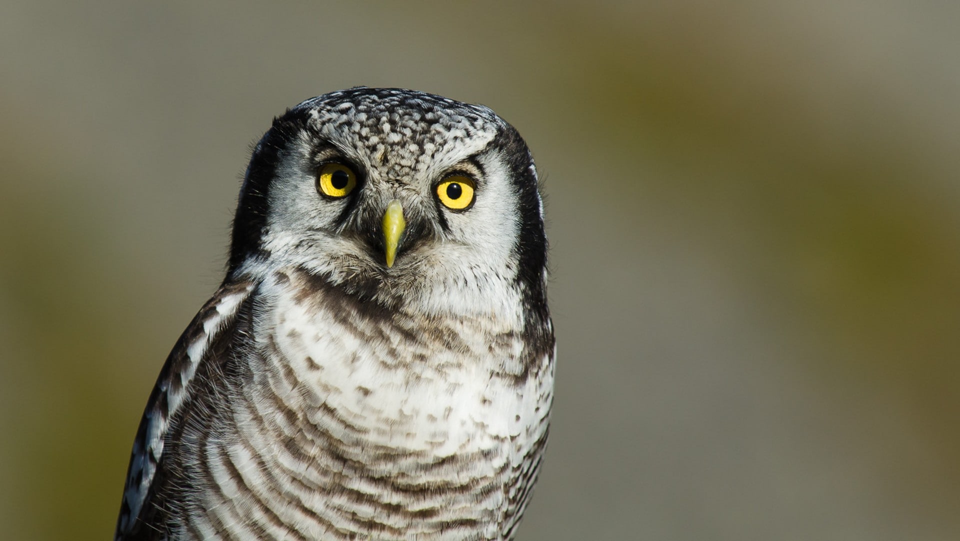 Denne ugla har invadert Norge – NRK Nordland