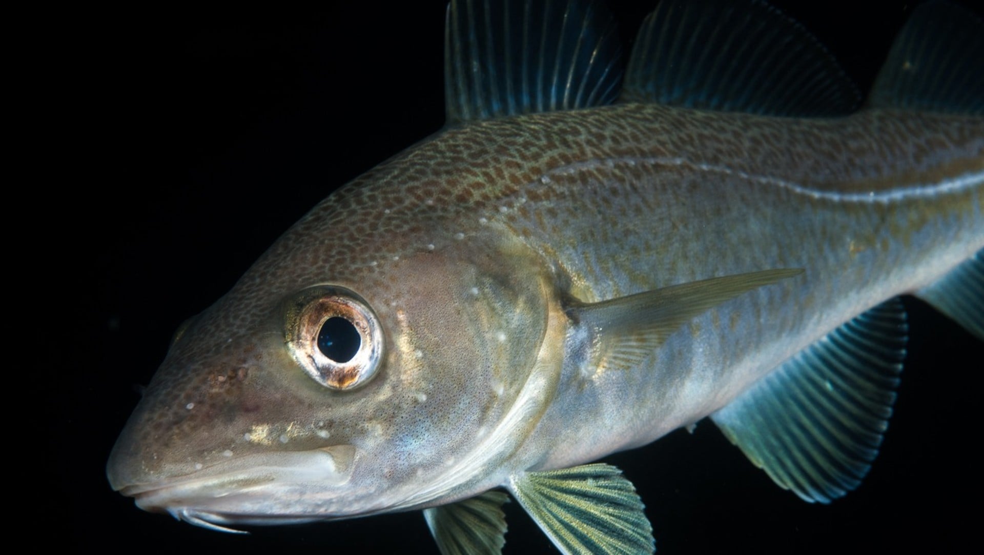 Slik gyter torsken – NRK