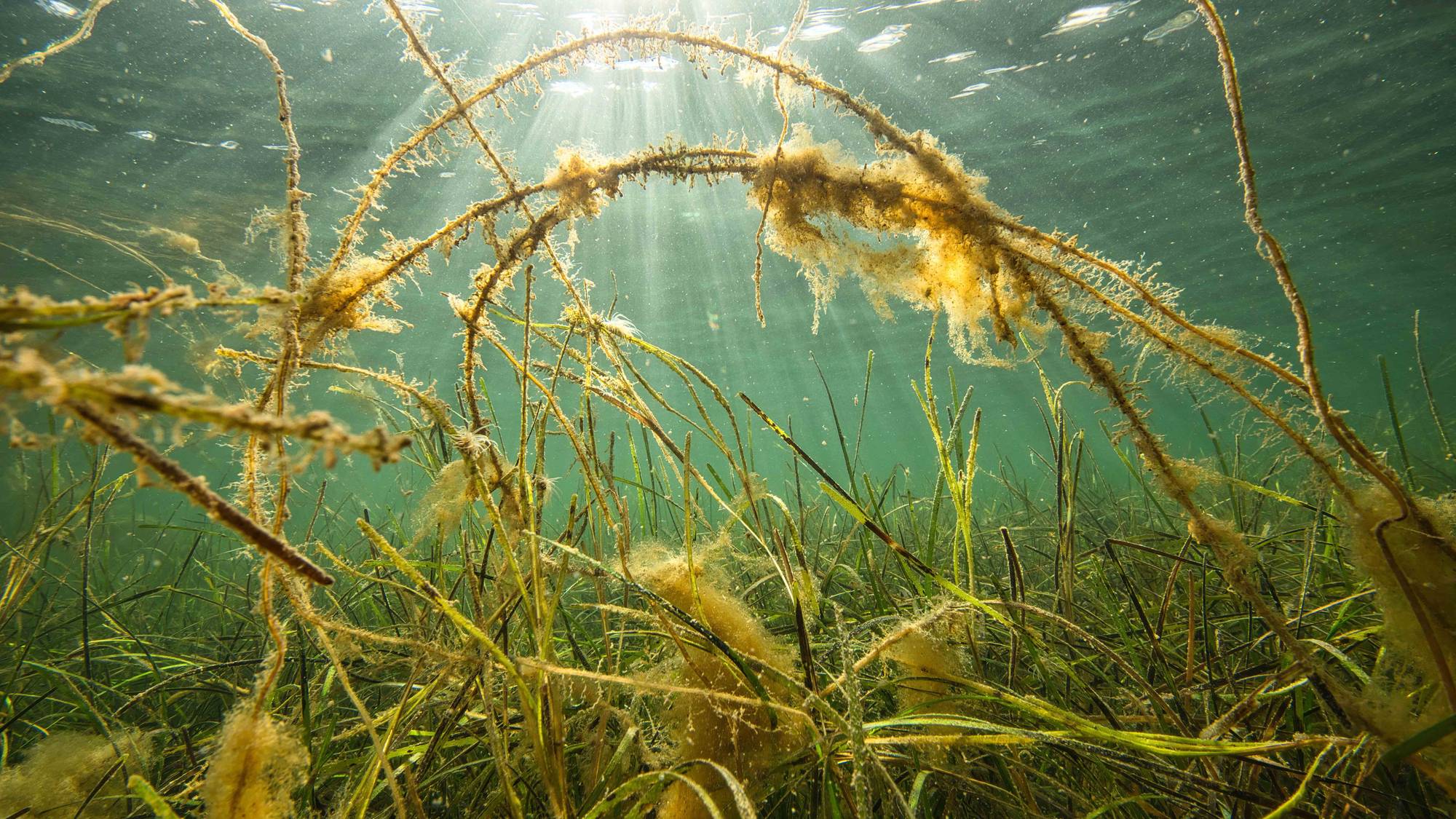Lurv-alge i Saltstraumen – forsker mener det marine verneområdet blir ...