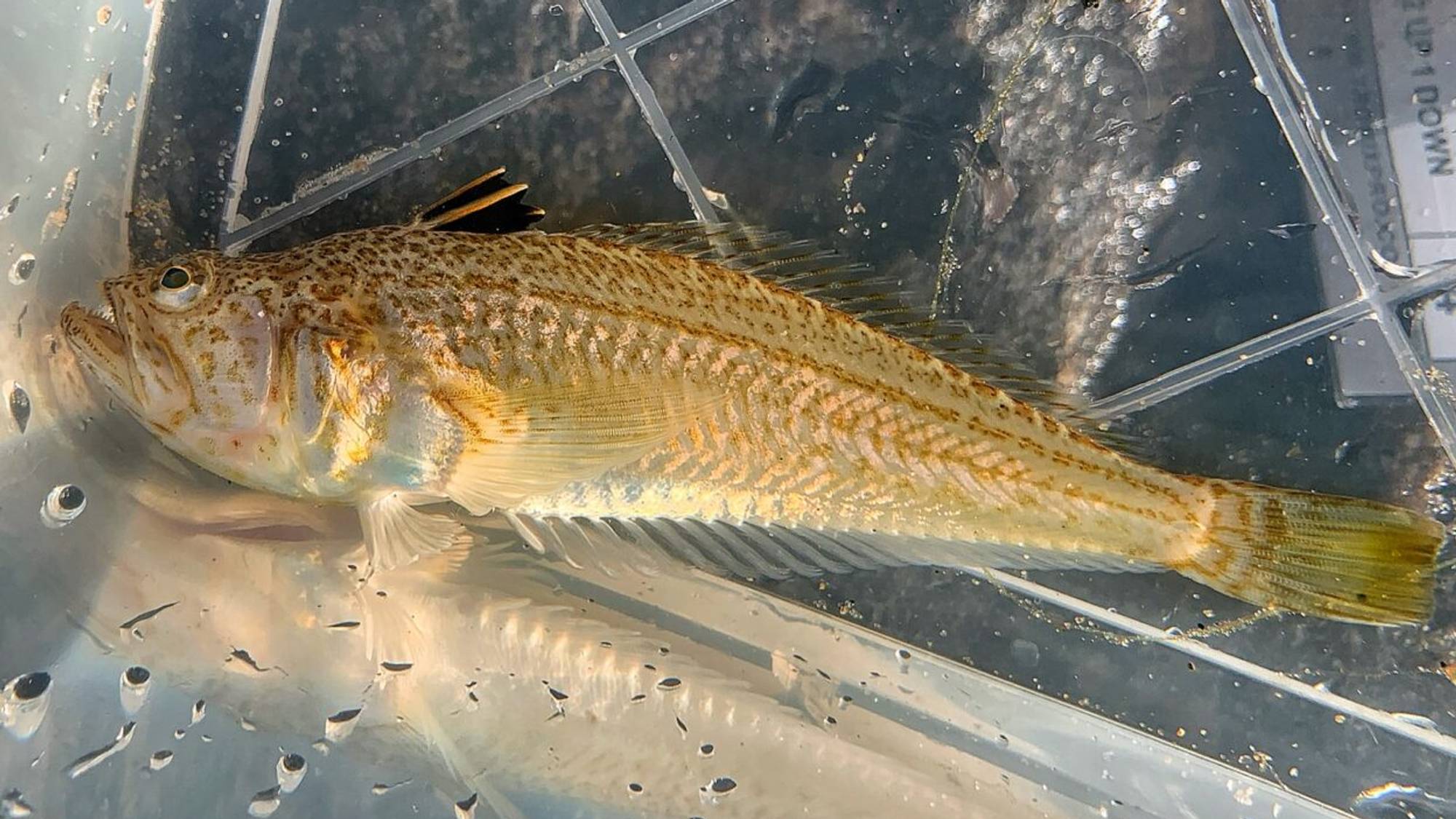 Giftig fisk oppdaget på Sørlandet – NRK Sørlandet – Lokale nyheter, TV ...