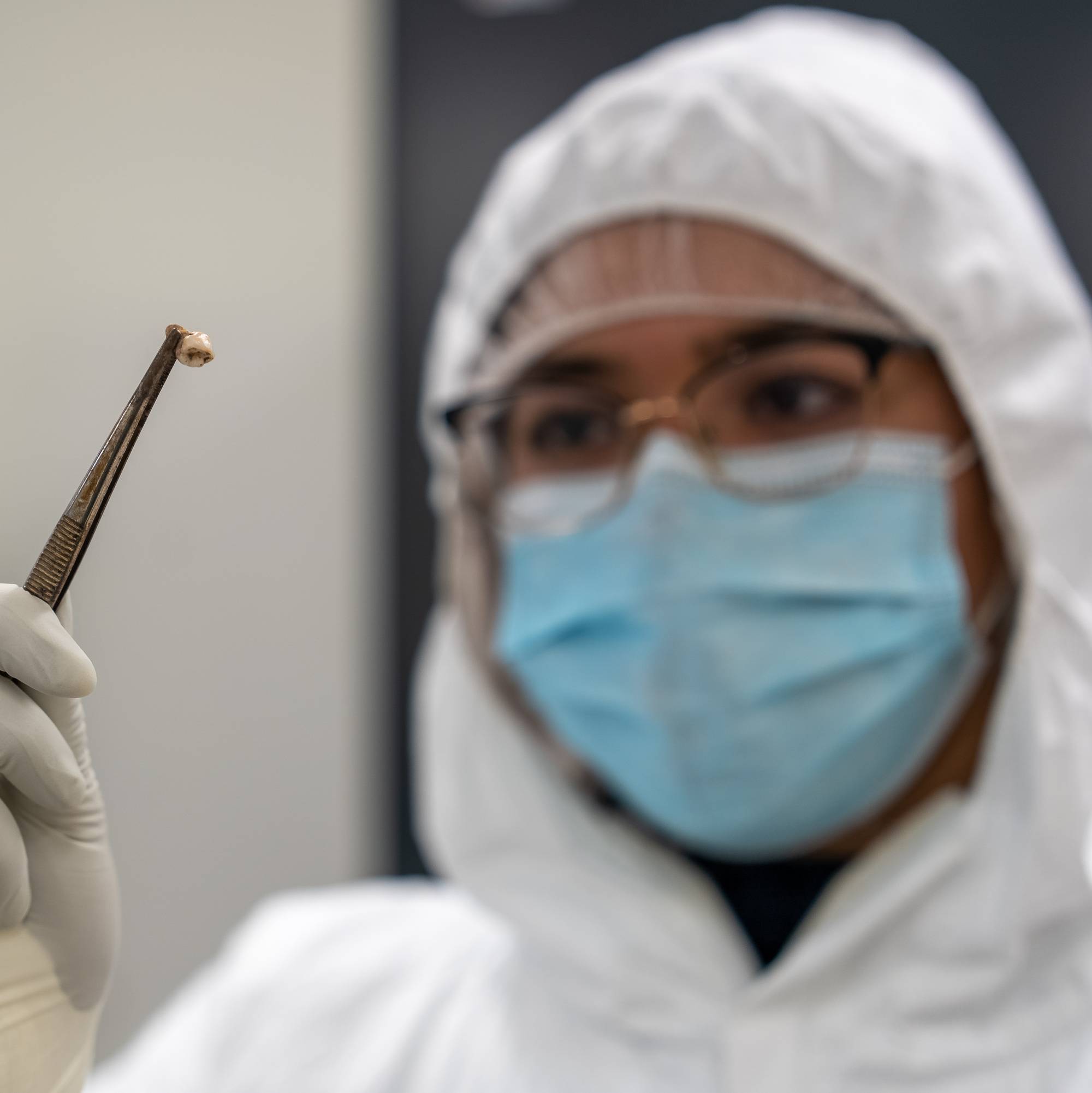 Slik har svartedauden formet genene våre – påvirker hvordan vi reagerer ...