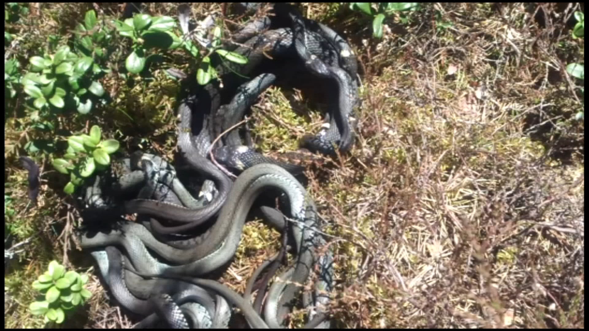 Filmet sjelden orm-orgie i skogen – NRK Østfold – Lokale nyheter, TV og ...