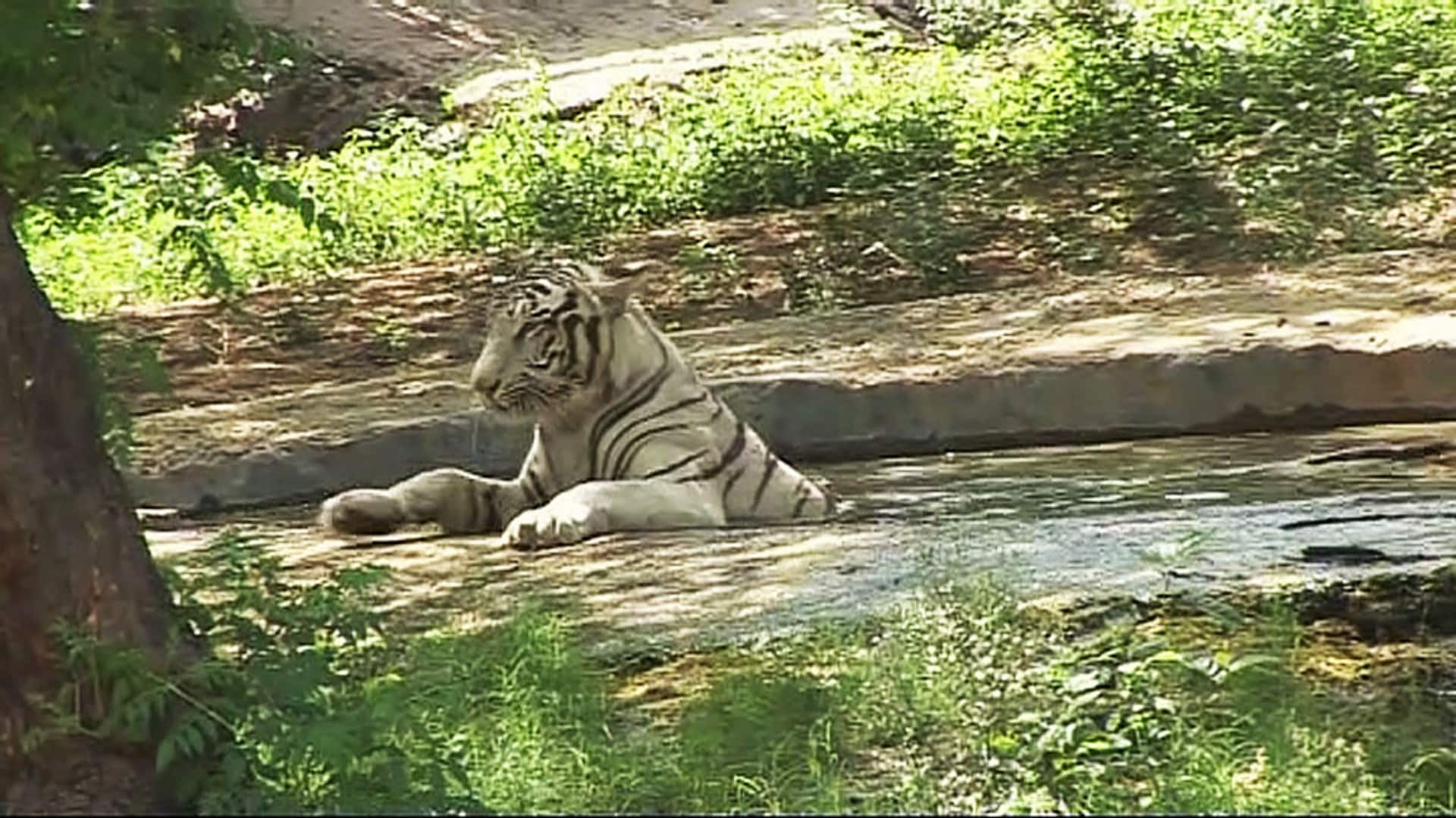 Hvit tiger bader – NRK