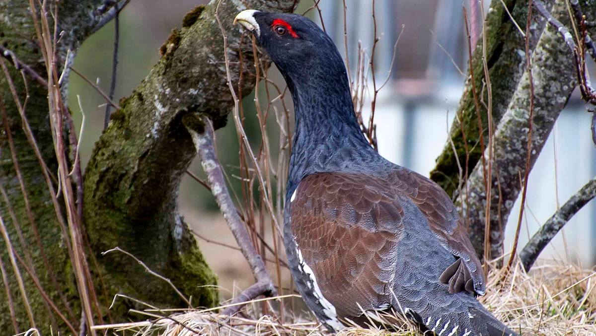 Tiur på vidvanke – NRK Trøndelag – Lokale nyheter, TV og radio
