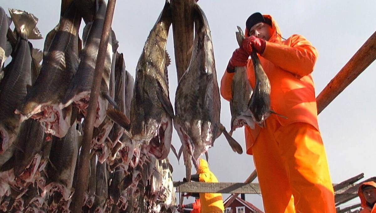 Lofot-tørrfisk lovbeskyttes – NRK Nordland