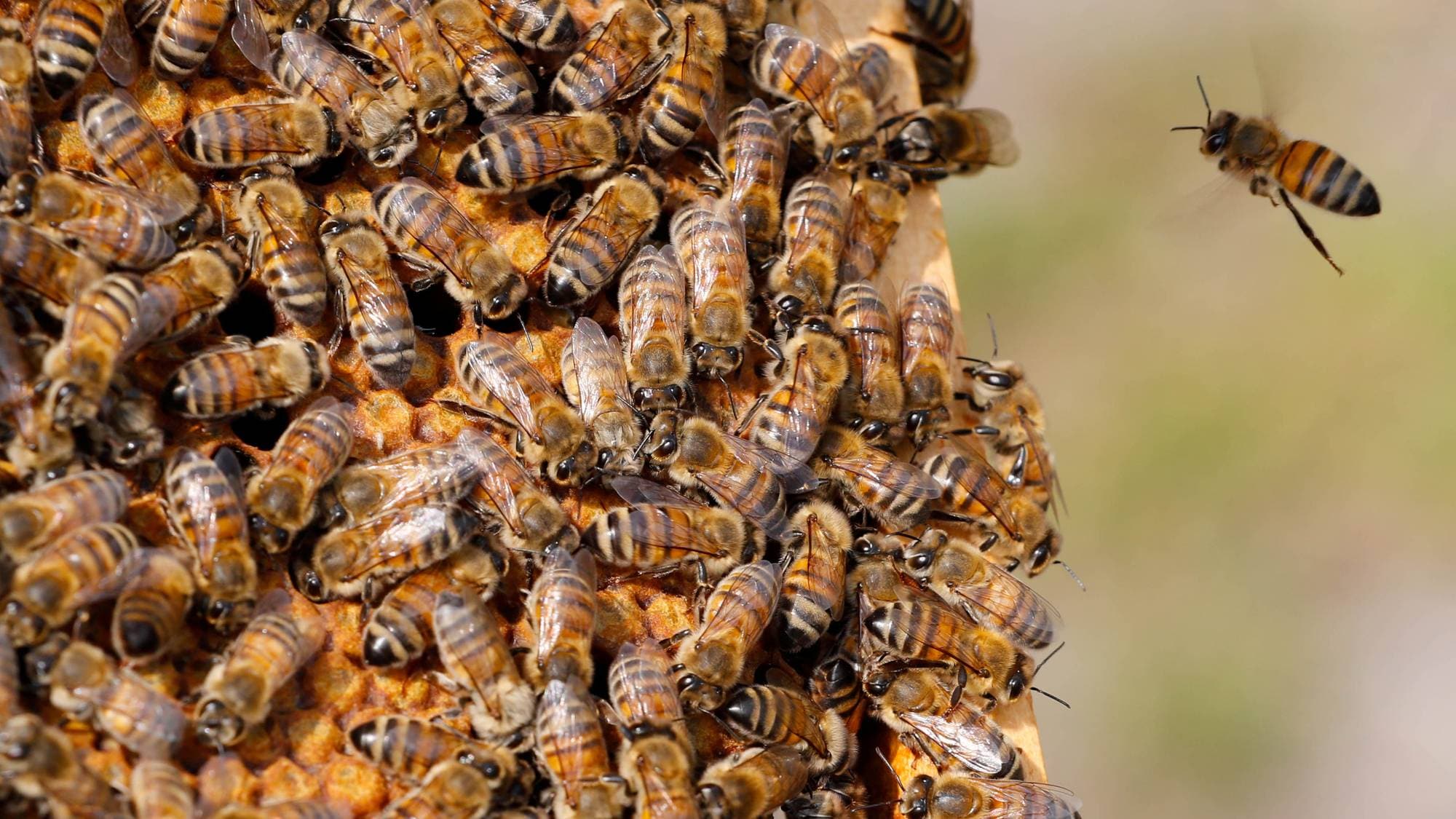 Bienes dag: – Norge har bedre grunnlag enn andre for å redde biene ...