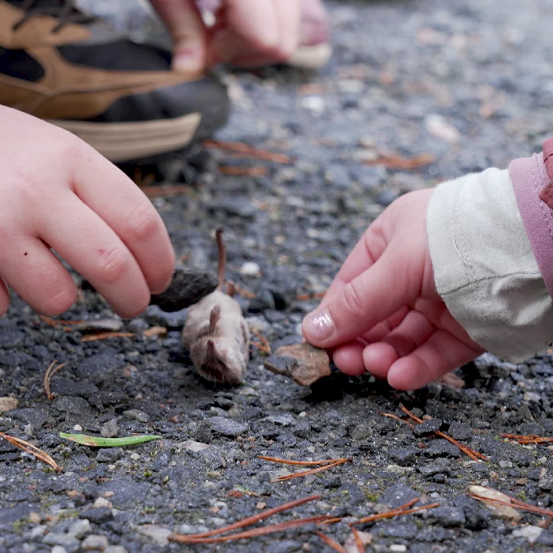 Mer enn 36.000 barn ute i skog og mark på "Kong(l)e for en dag" – NRK