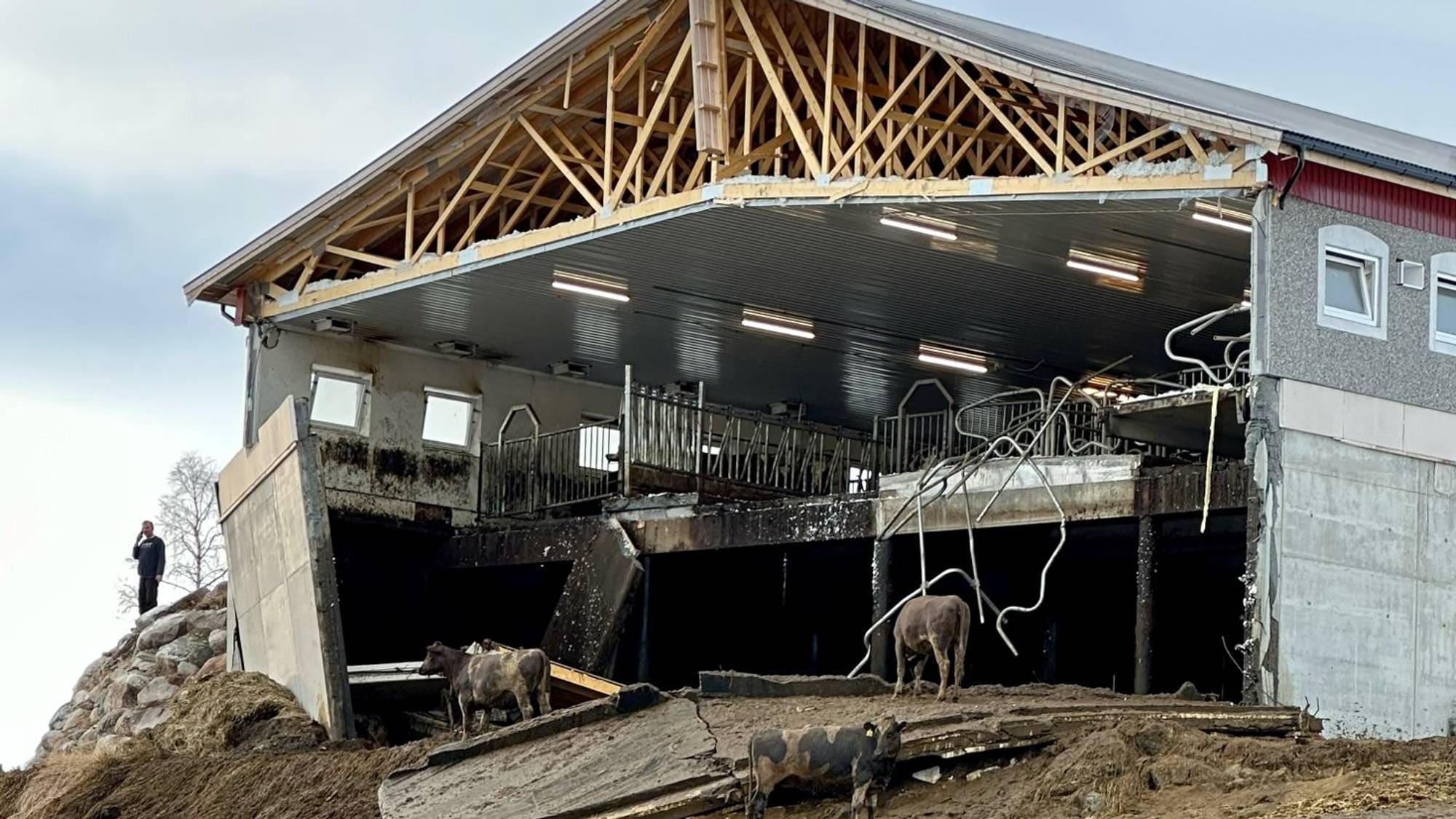 Syv kyr døde etter en elv med møkk reiv hele fjøsveggen til bonden Tore ...