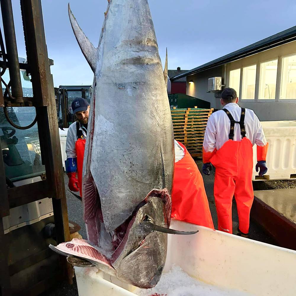 Makrellstørje på 303 kilo langs Helgelandskysten – NRK Nordland