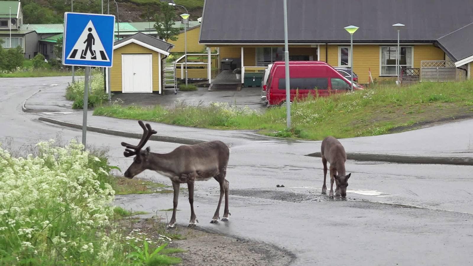 Rein finner veien gjennom gjerdet og vandrer i gatene i Hammerfest ...