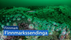 Fra ørken til tareskog - Distriktsprogram - Finnmark - NRK Radio