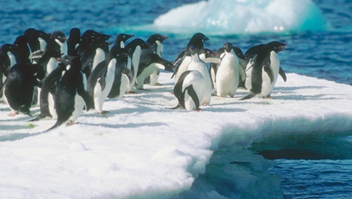 Pingviner – Natur – NRK