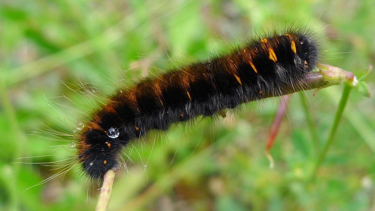 Se opp for disse krypene i sommer – NRK Østfold – Lokale nyheter, TV og ...