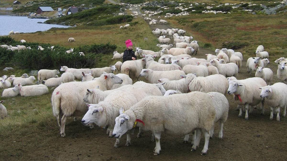 En fårete quiz: Hva kan du om sauen? – NRK Troms og Finnmark