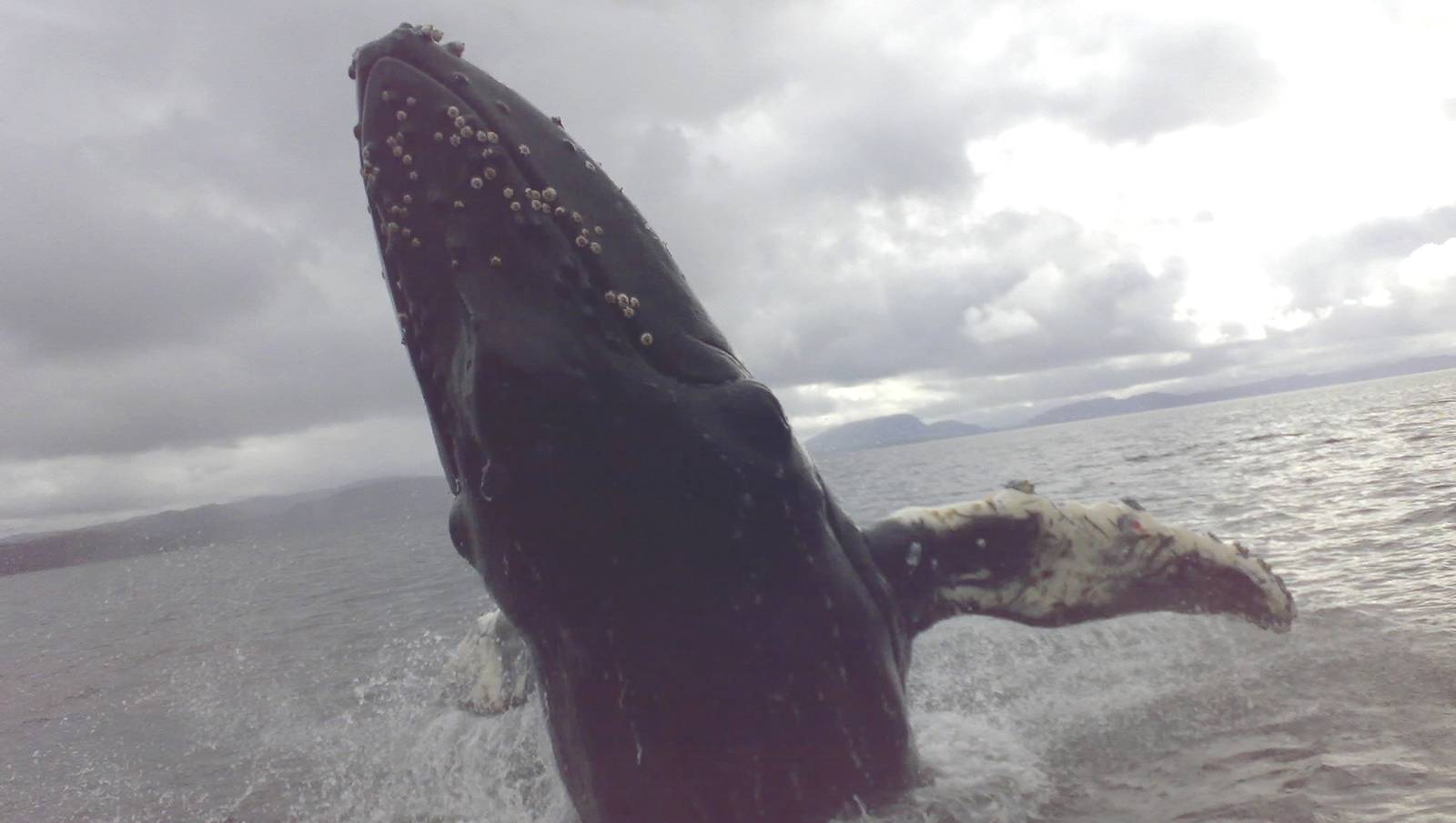 Fikk nærkontakt med hval – NRK Trøndelag – Lokale nyheter, TV og radio