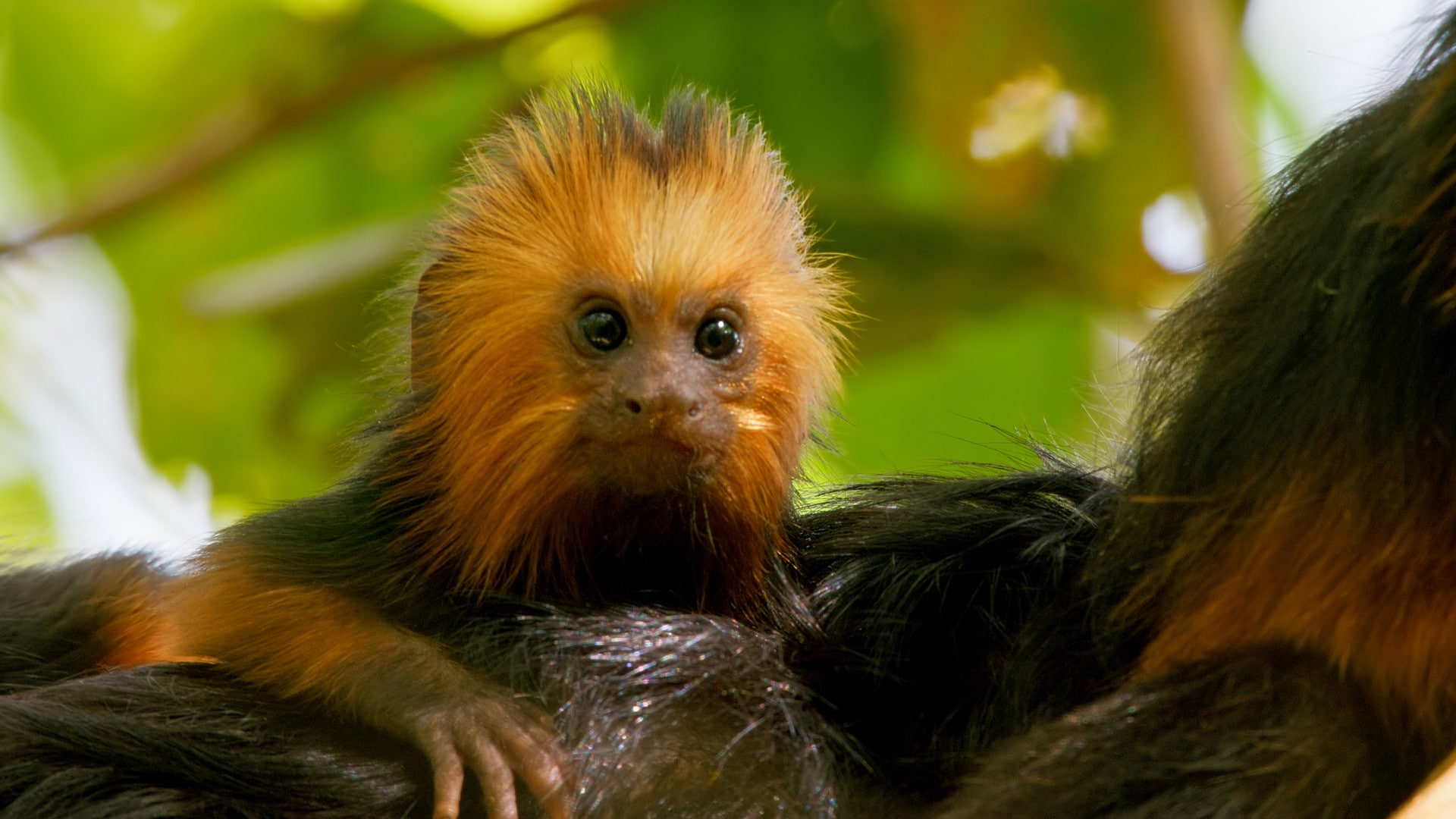 Små dyr, store reiser - NRK TV