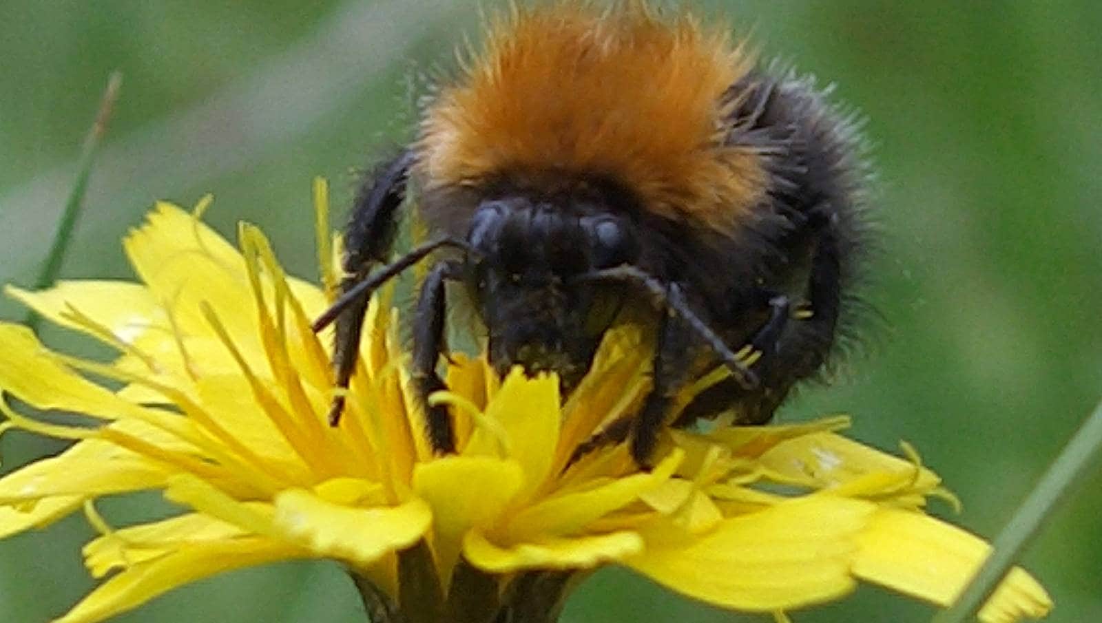 Insektekspert: – Humlebol uten tvil – NRK Nordland