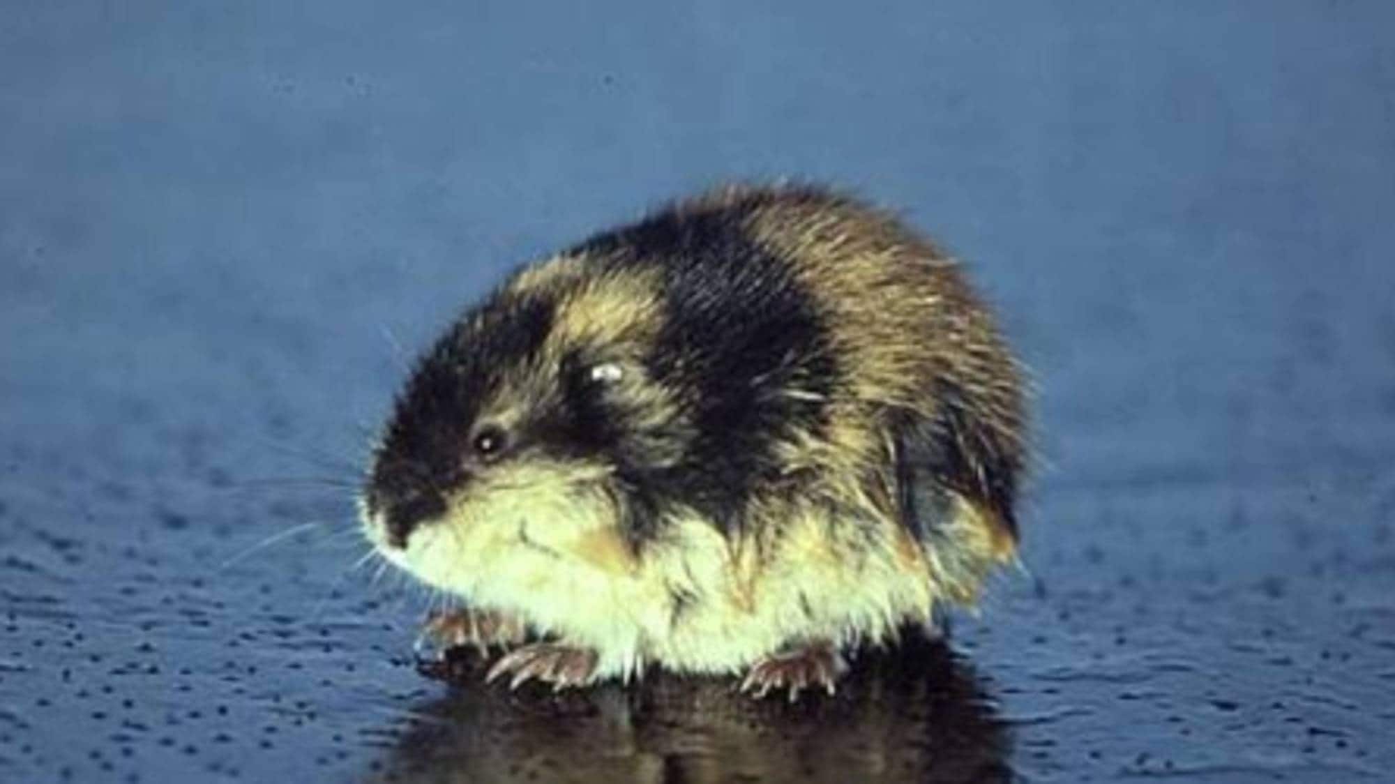 Slutt på lemen-årene – NRK Nordland