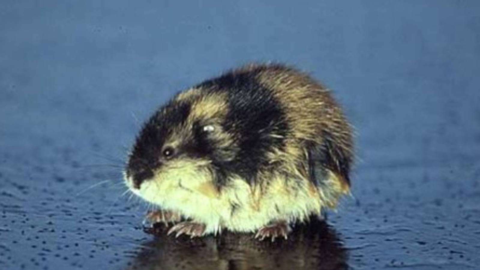 Slutt på lemen-årene – NRK Nordland