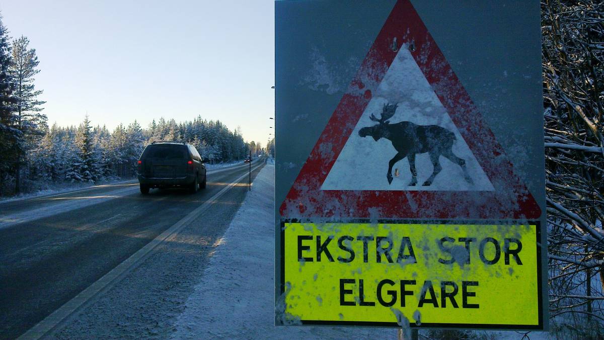 Mye Elg Nrk Vestfold Og Telemark Lokale Nyheter Tv Og Radio