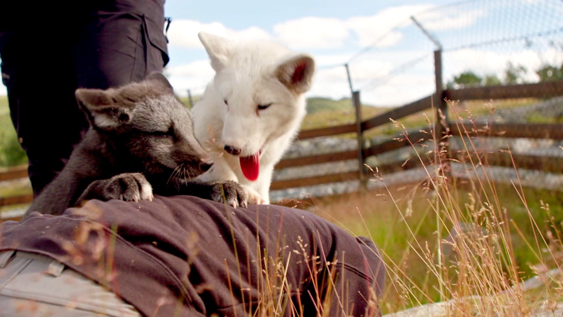 Mine ville venner - NRK TV