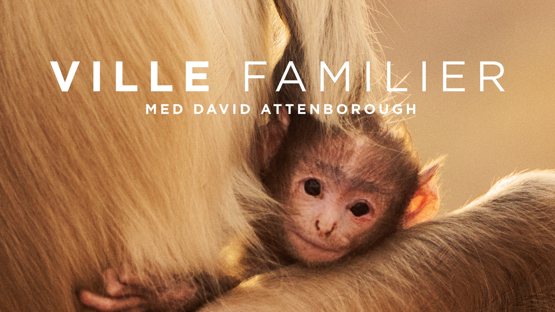 Ville familier - NRK TV