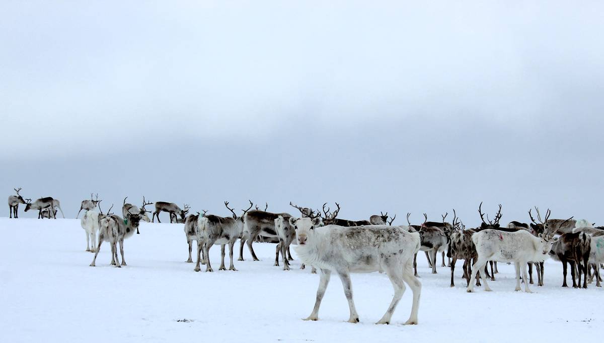 Reinen mister sine samiske navn – NRK Sápmi - samiske nyheter, kultur ...