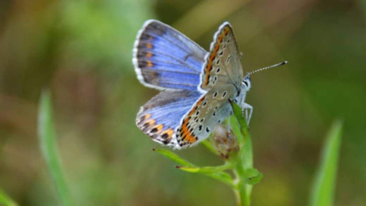 Ti sommerfugler totalfredes – NRK Trøndelag – Lokale nyheter, TV og radio
