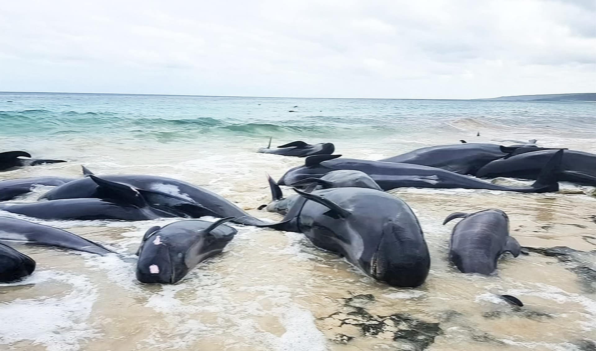 Over 150 hvaler strandet i Australia – NRK Urix – Utenriksnyheter og ...