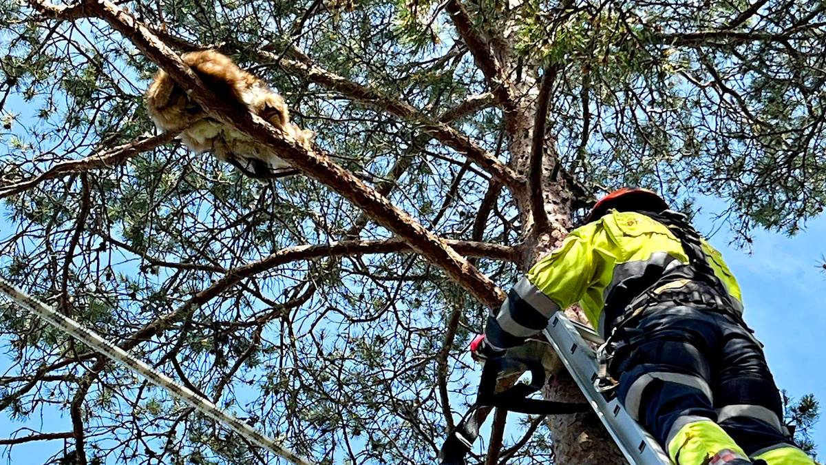 Katt satt i tre i to døgn – NRK Vestfold og Telemark – Lokale nyheter ...
