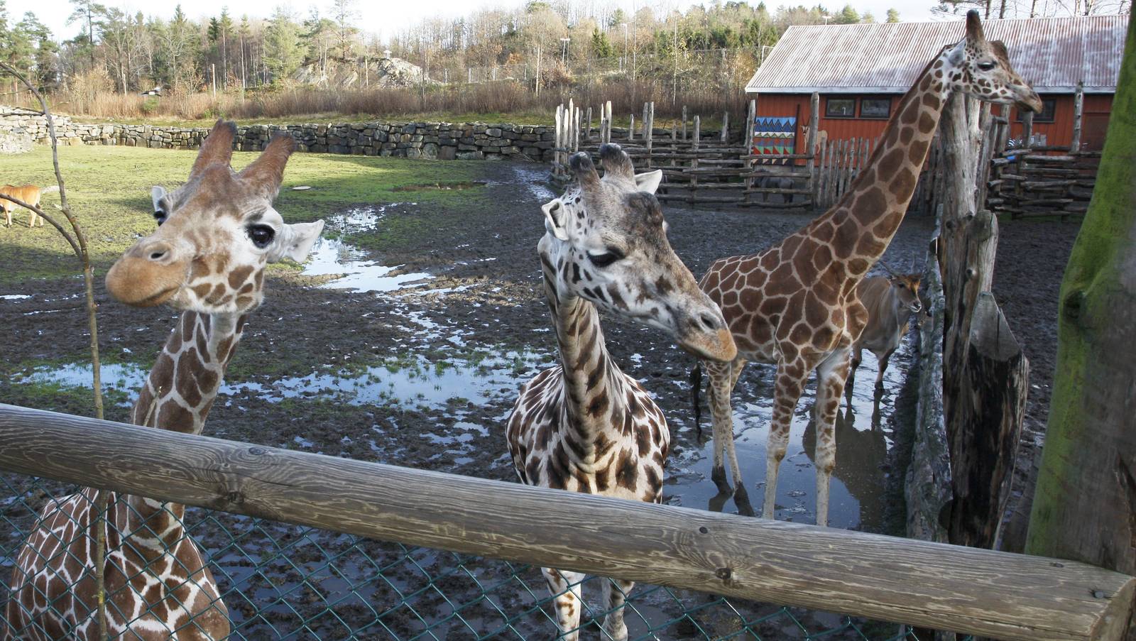 Dyreparken blir røykfri – NRK Sørlandet – Lokale nyheter, TV og radio