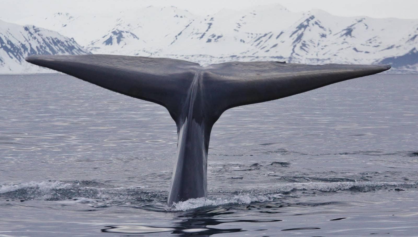 Hva kan du om ville dyr i Norge? – NRK Norge – Oversikt over nyheter ...